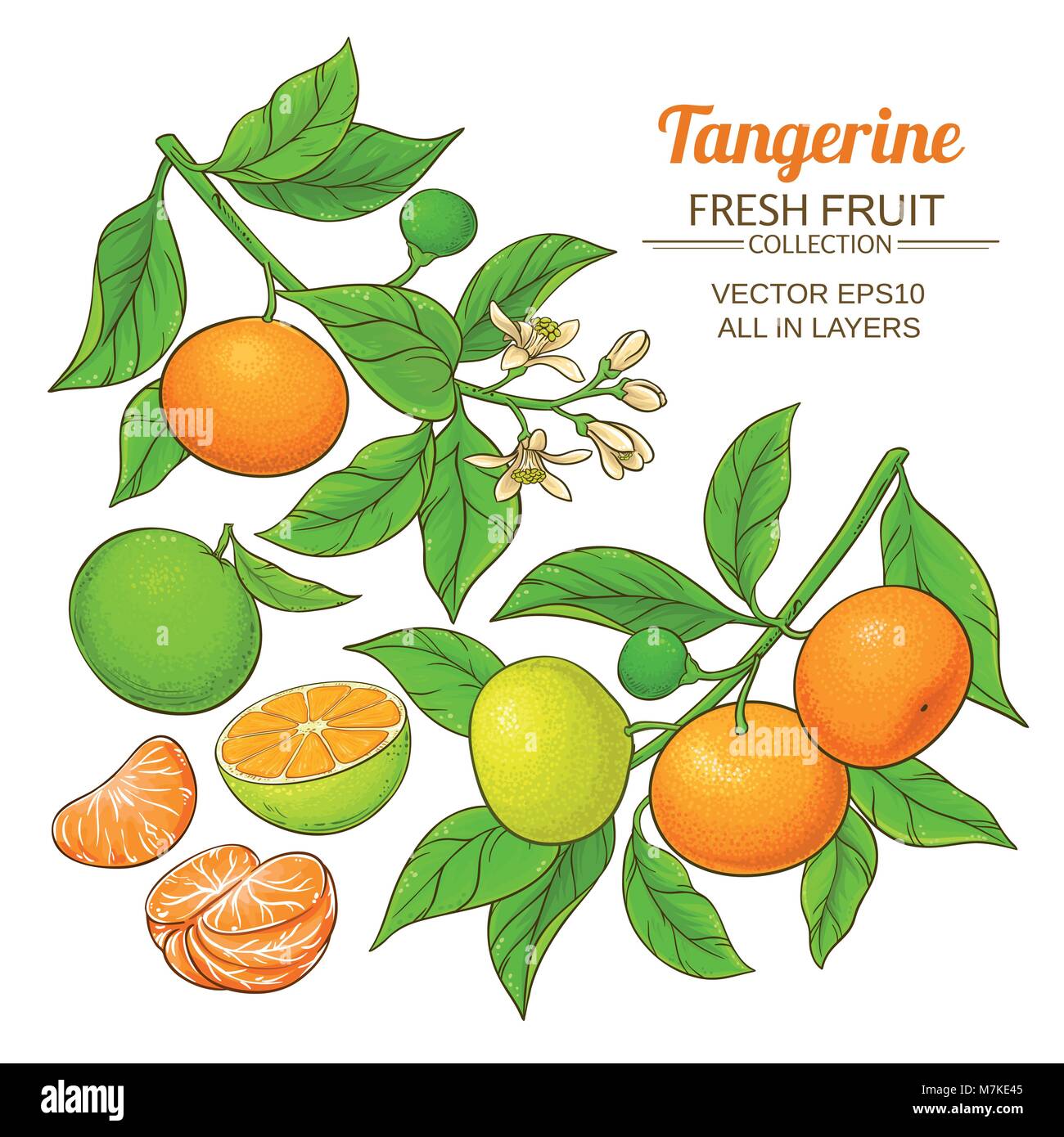 tangerine fruit vector set on white background Stock Vector Image & Art ...