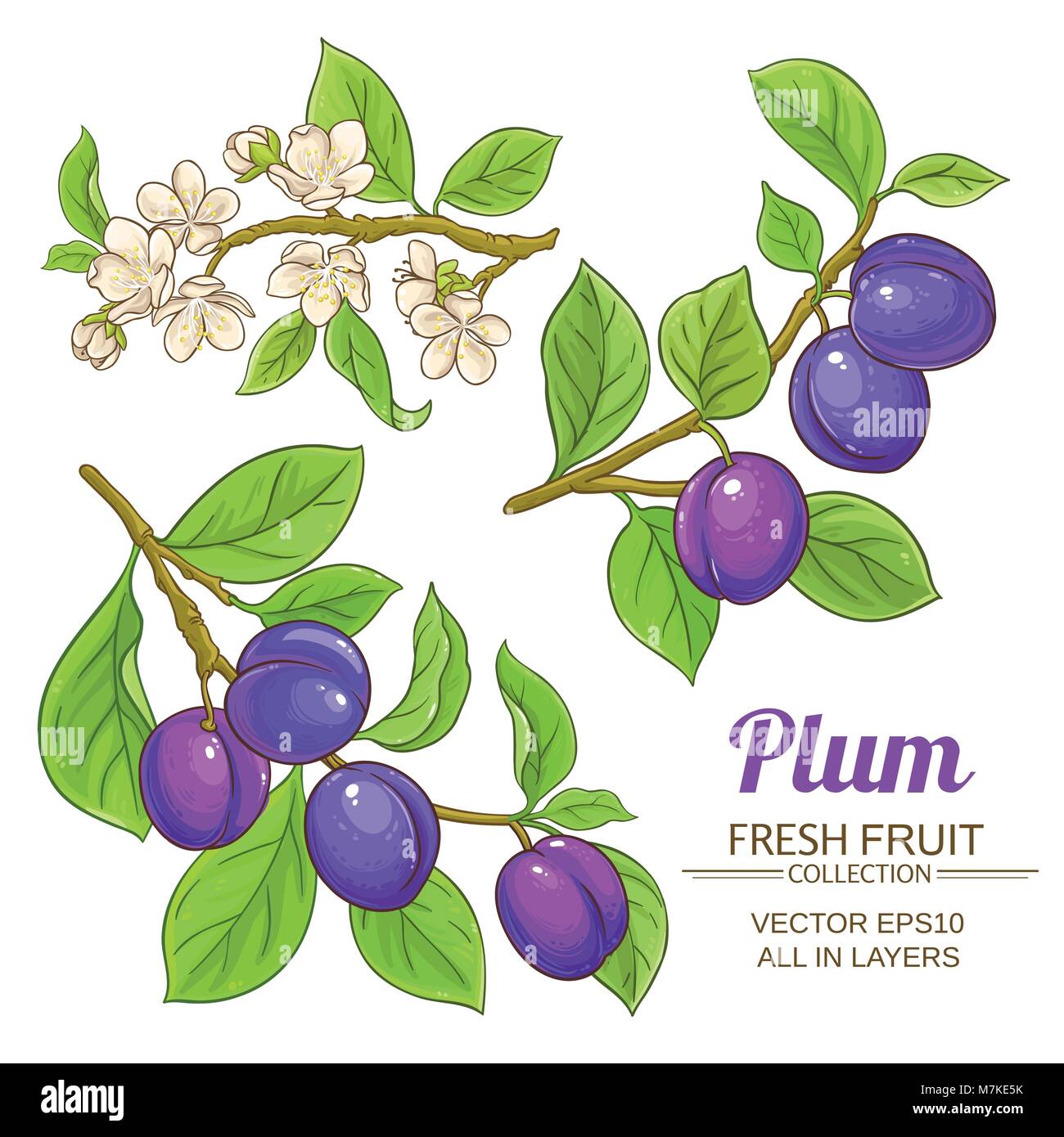 Collection of plum branches Stock Vector Images - Alamy