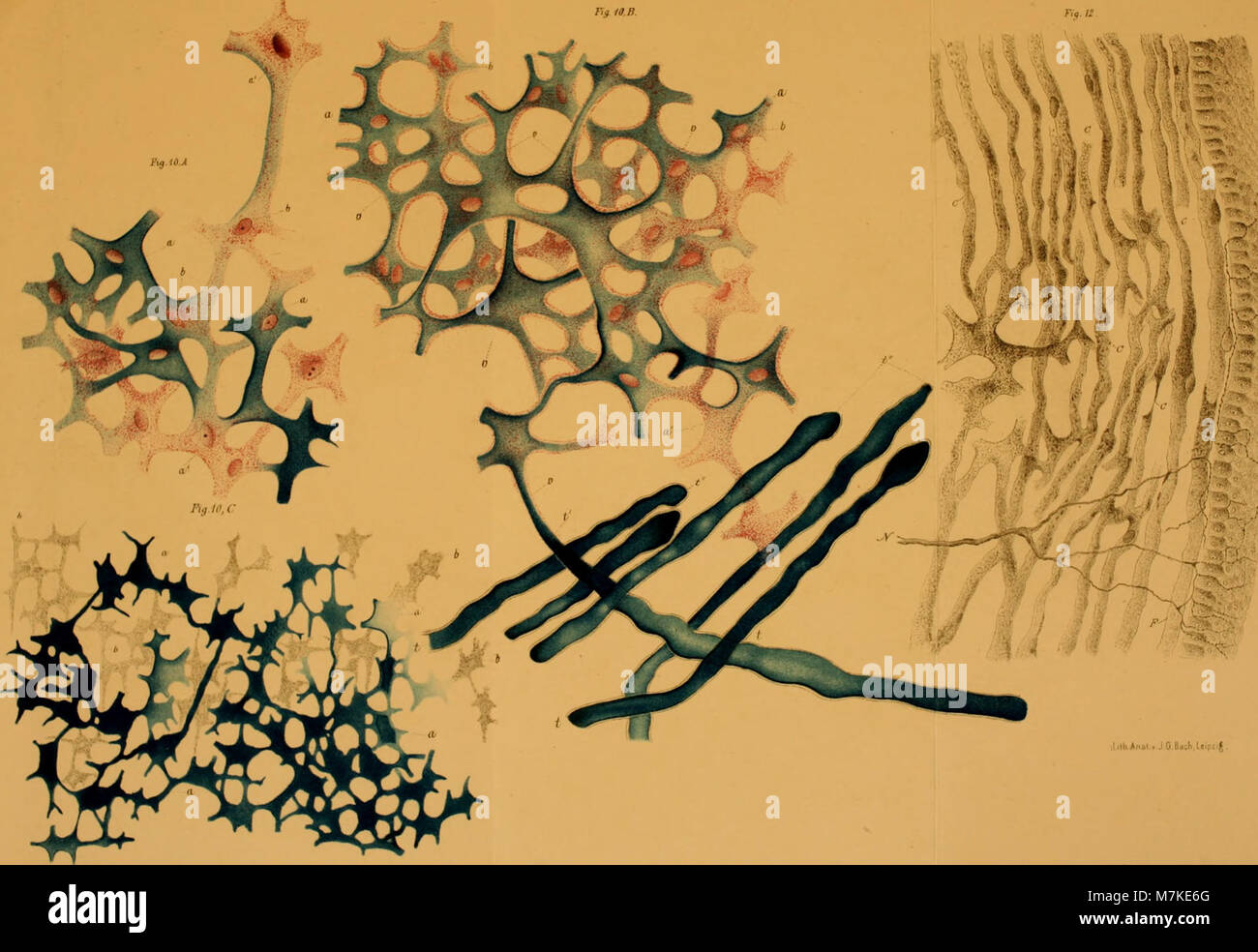 *Archiv für mikroskopische Anatomie* (Journal for Microscopic Anatomy ...