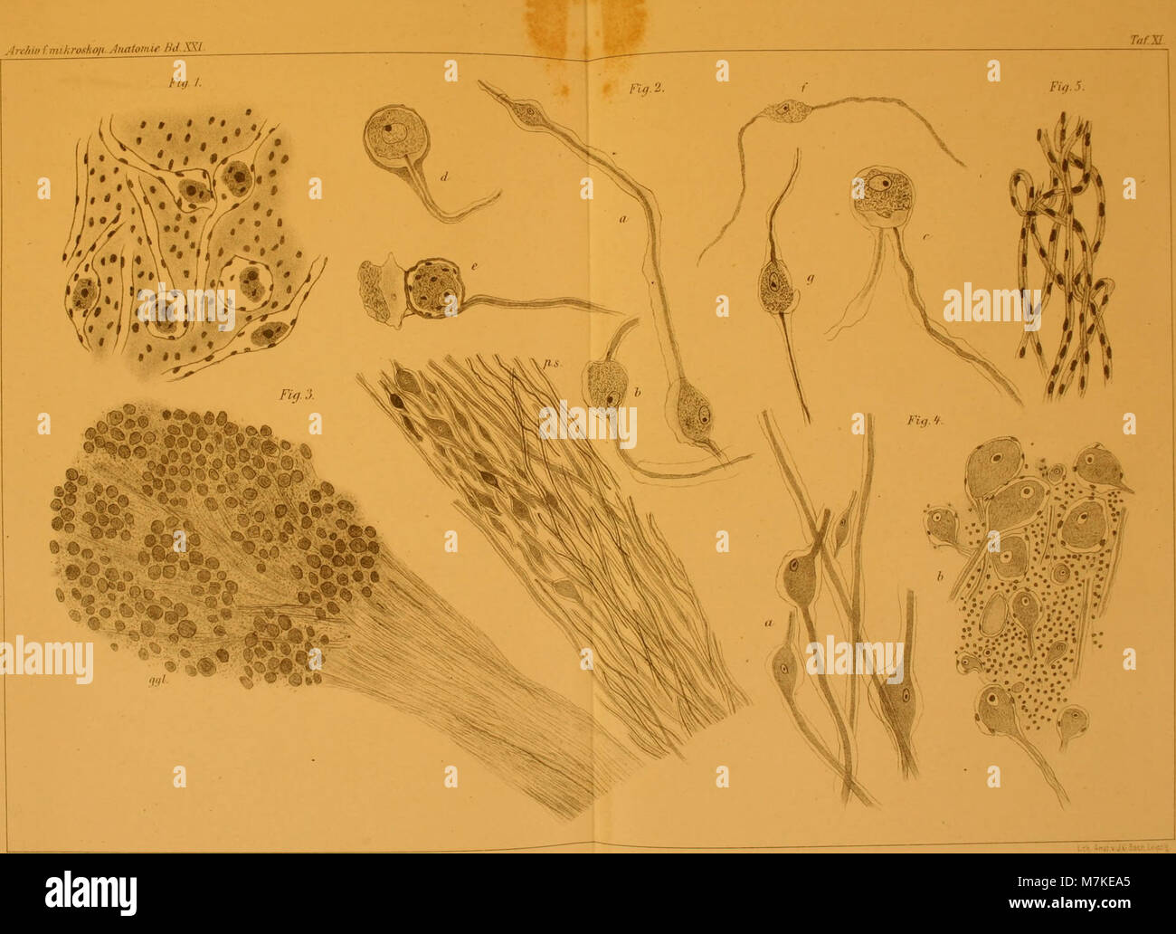 The 1882 edition of 'Archiv für mikroskopische Anatomie' explores early ...