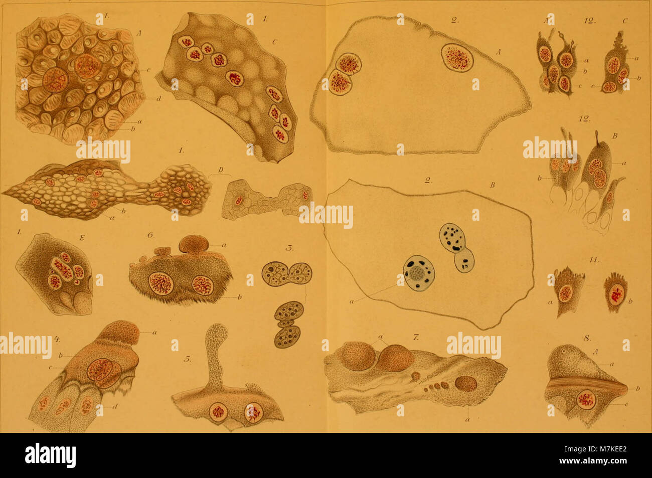 A publication from 1890 on microscopic anatomy, detailing early ...