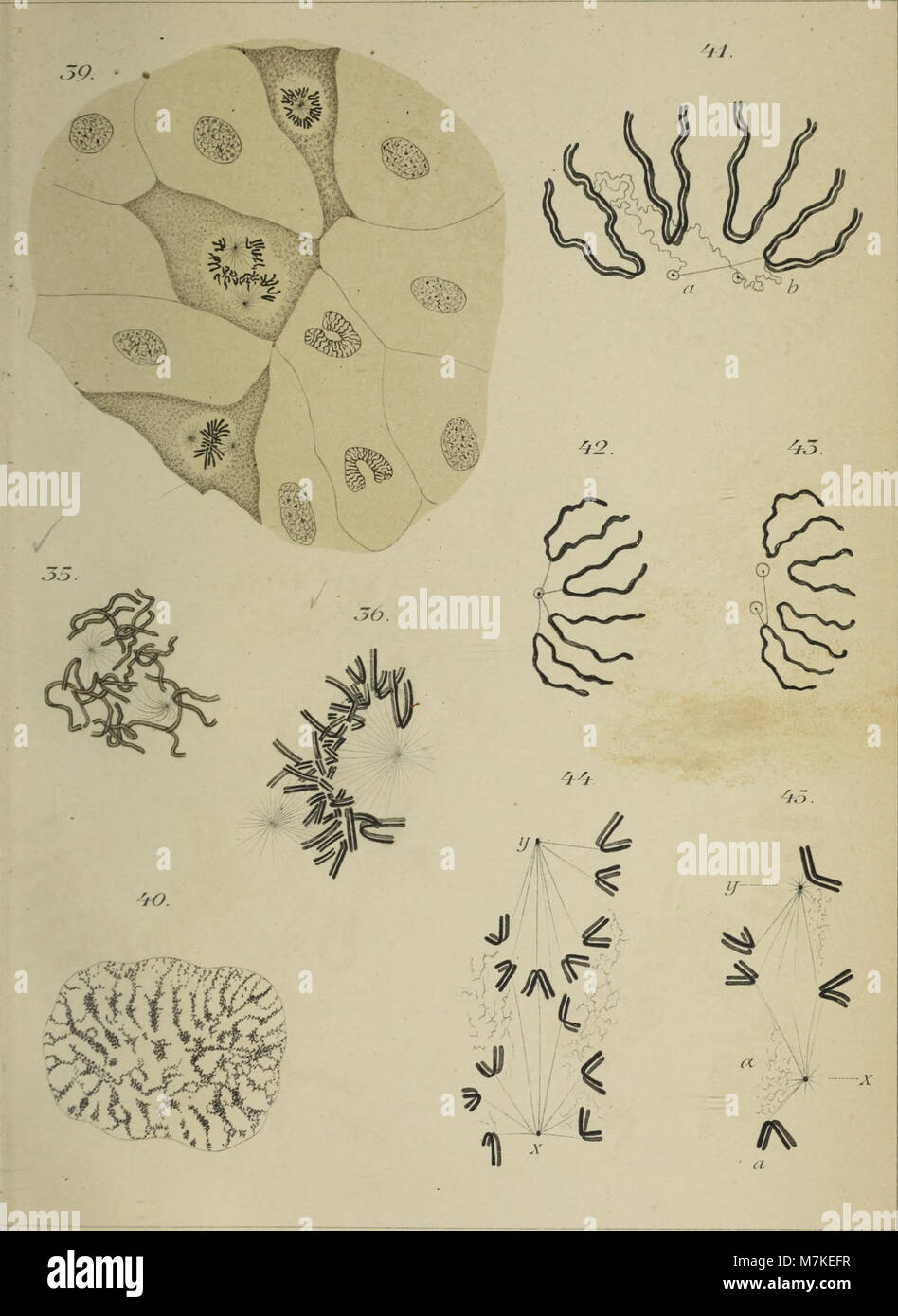 Microscopy images biological tissue hi-res stock photography and images ...