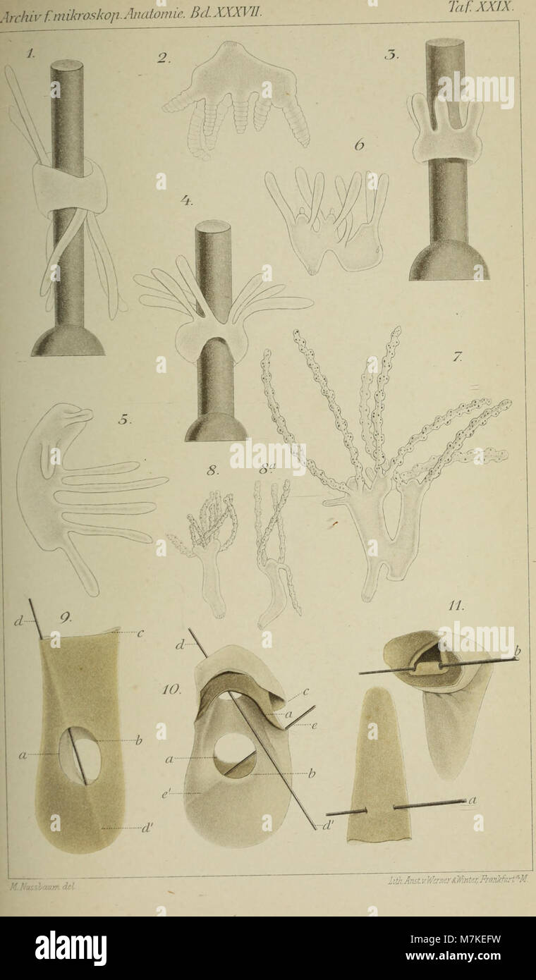 Understanding microscopic anatomy hi-res stock photography and images ...