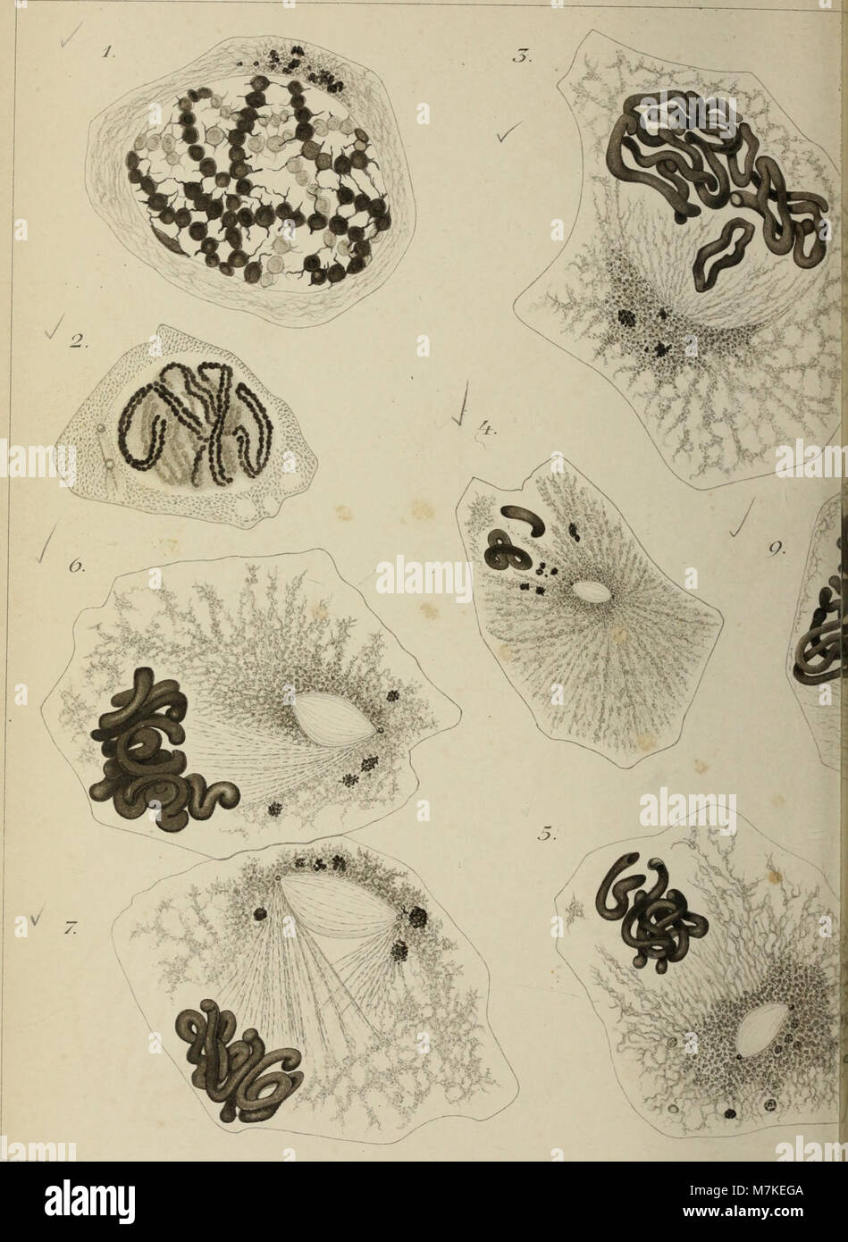The 'Archiv für mikroskopische Anatomie' (1891) focuses on detailed ...