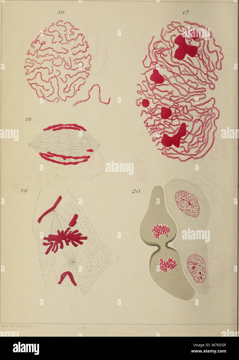 Detailed depiction of various microscopic organisms hi-res stock ...