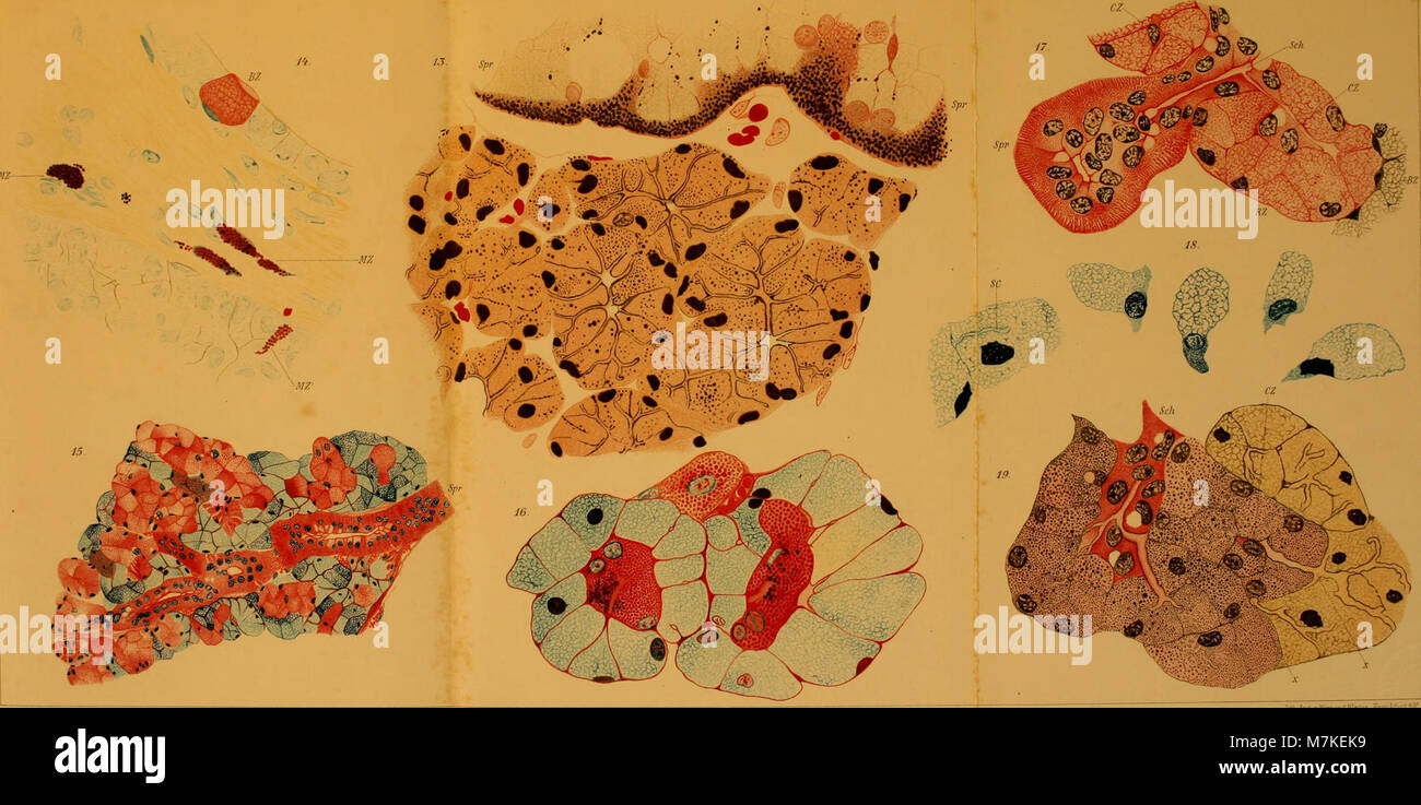 This 1895 archive presents studies on microscopic anatomy, providing ...
