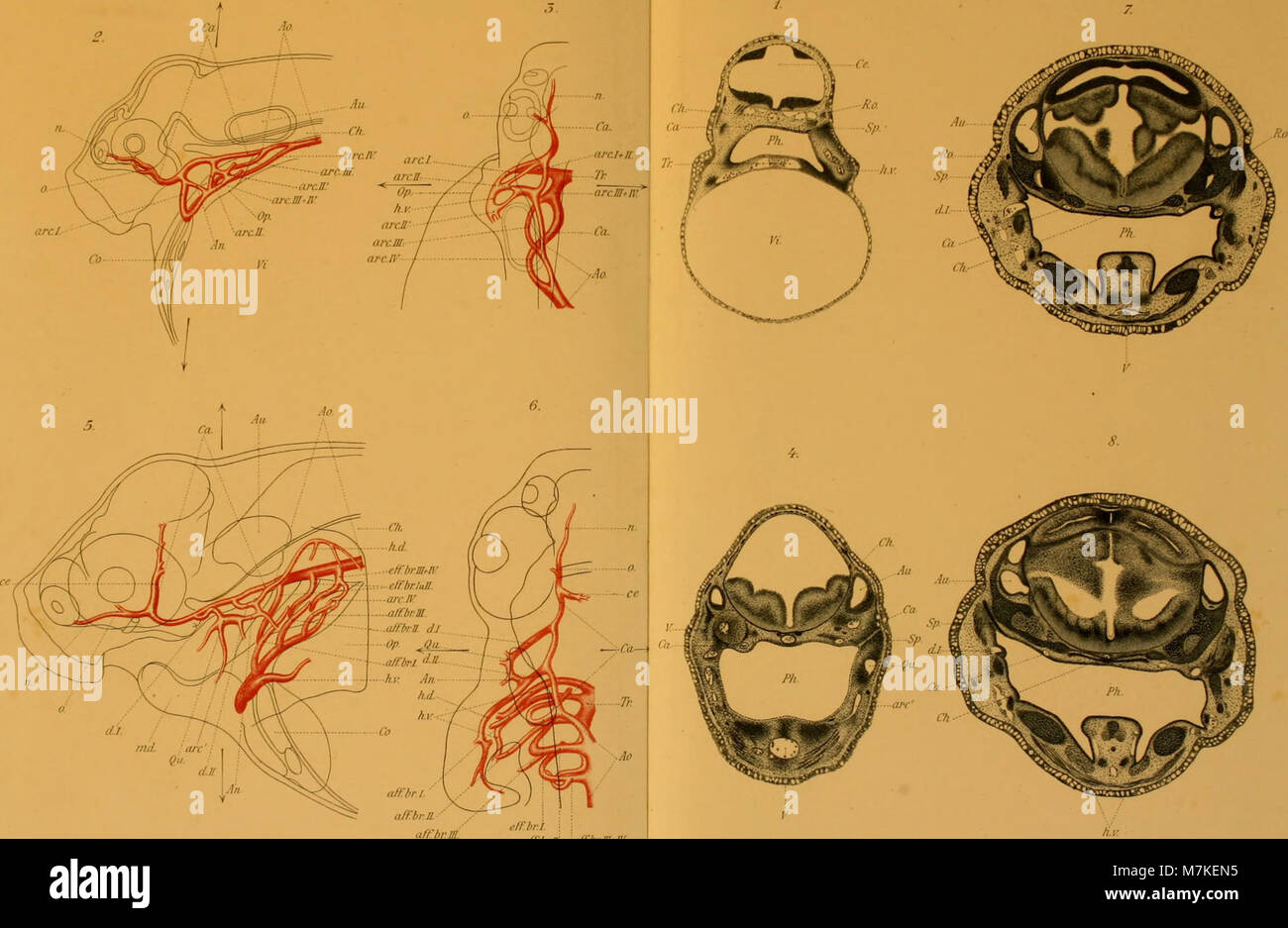 This image is from the 1897 edition of 'Archiv für mikroskopische ...