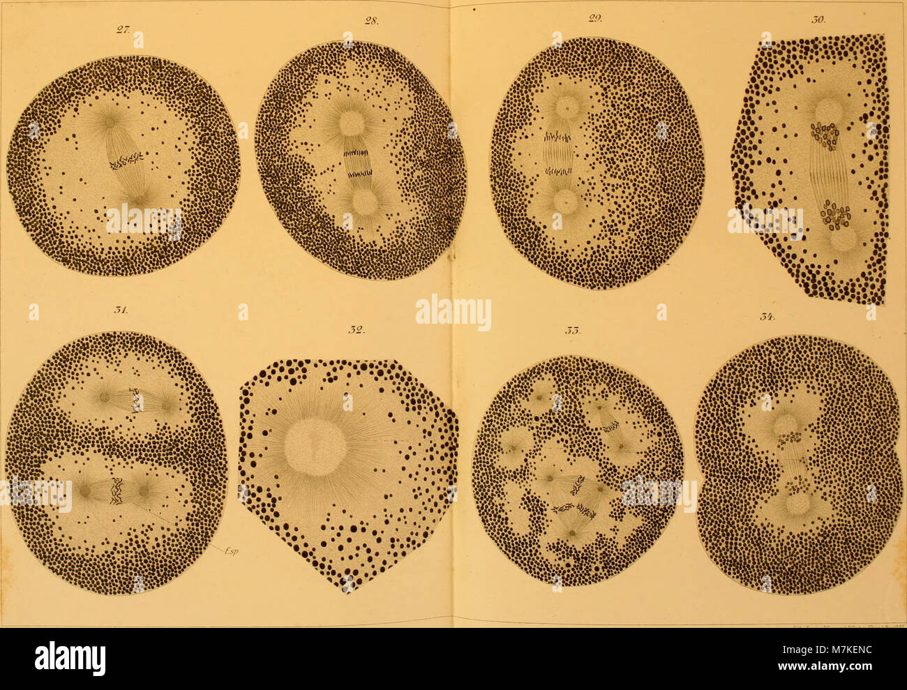Providing detailed anatomical documentation hi-res stock photography ...