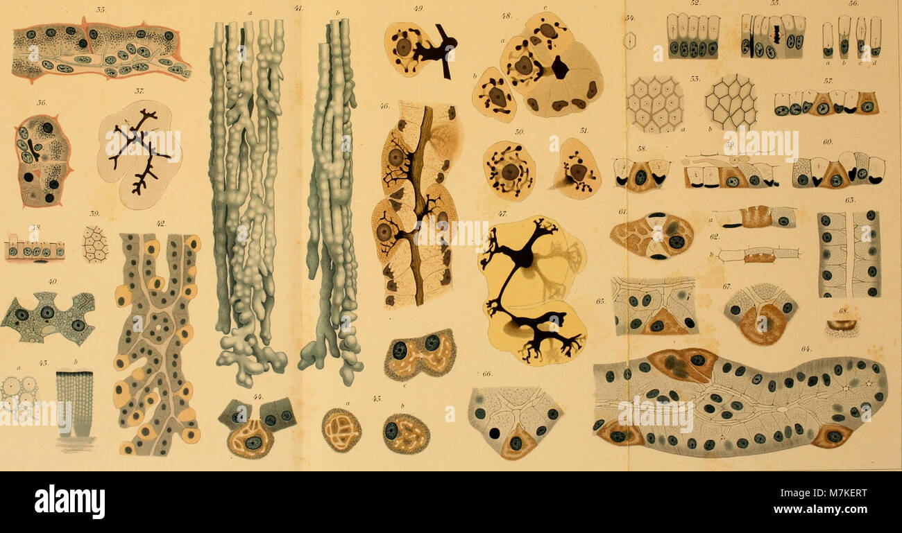 This title refers to a scientific journal published in 1898, focusing ...