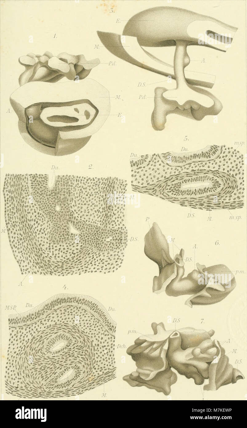 A historical edition of 'Archiv für mikroskopische Anatomie' from 1900 ...