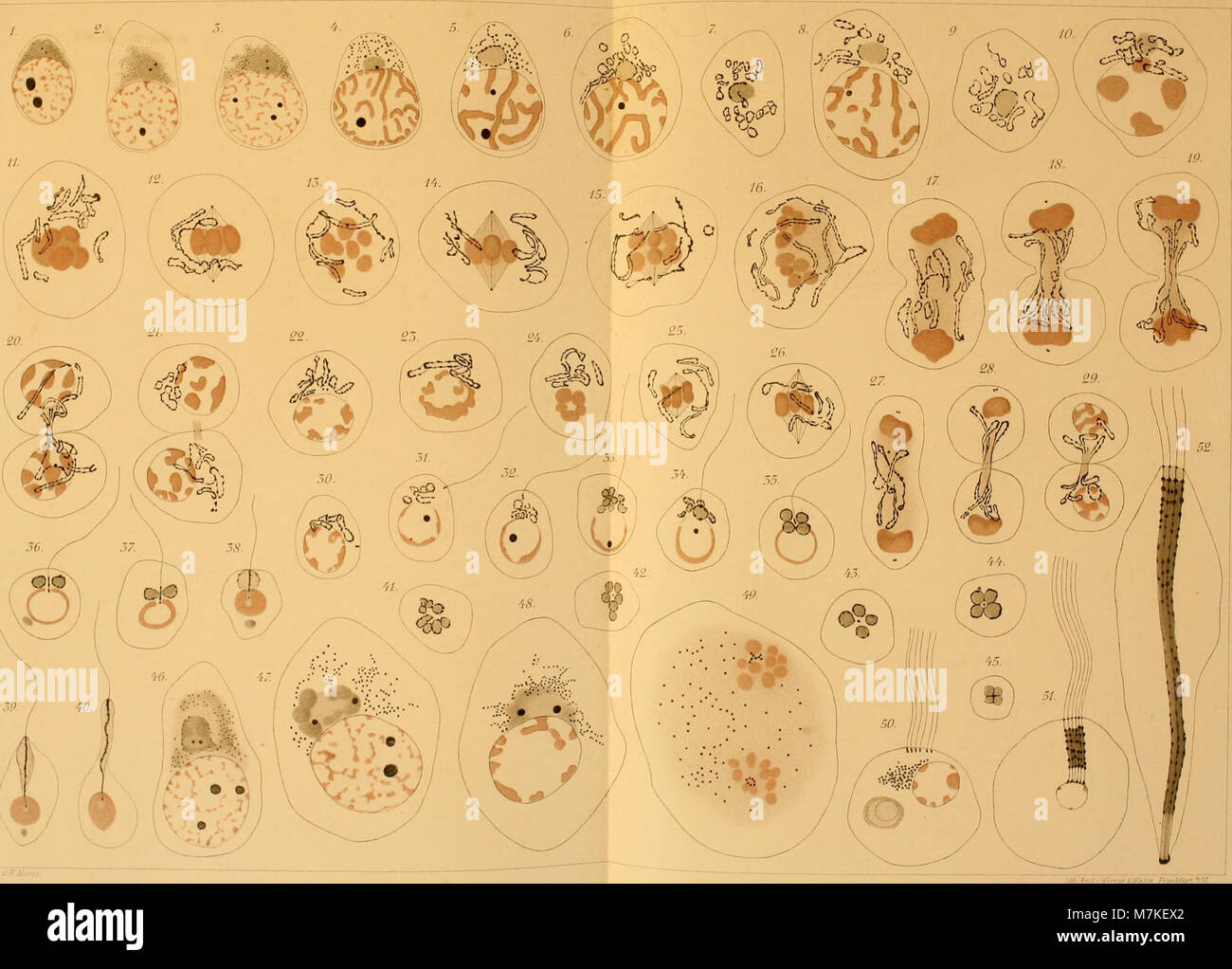 Various microscopic cellular structures hi-res stock photography and ...