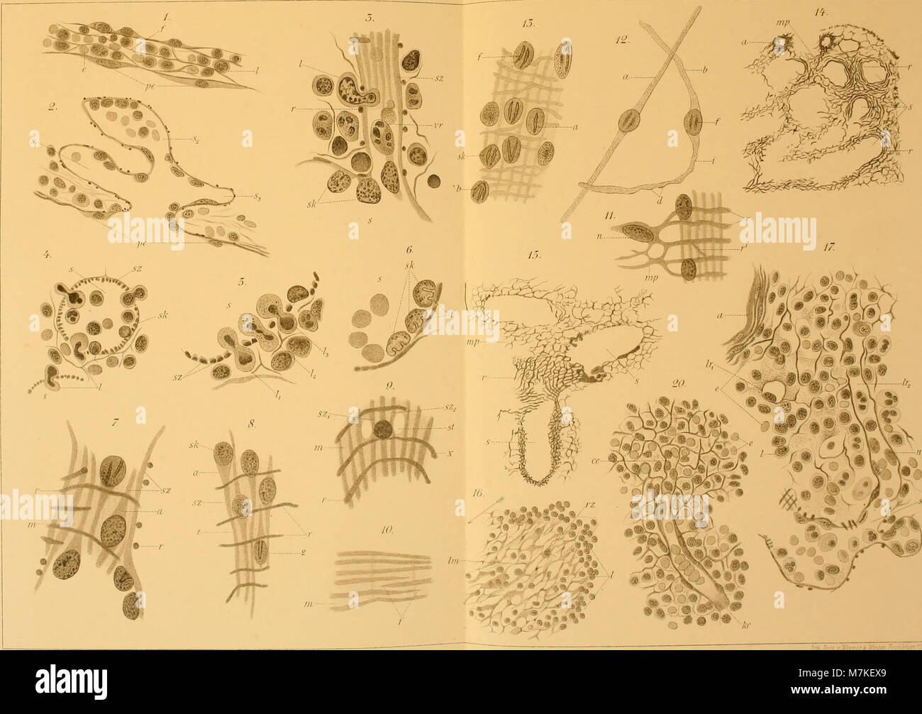 Science microscopy biology history historical archive archival hi-res ...