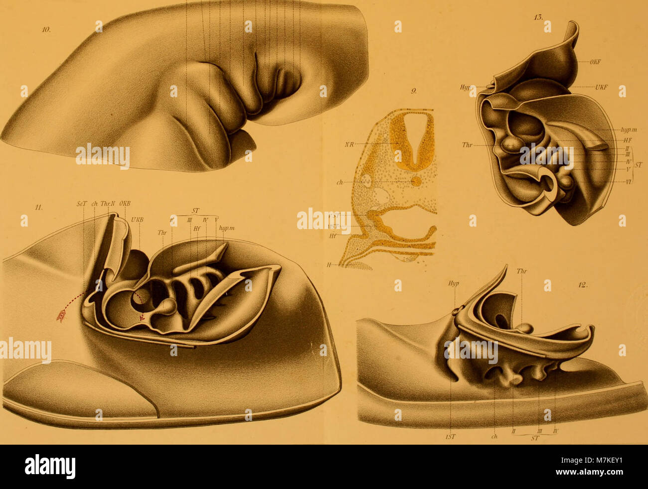 A 1901 edition of the *Archiv für mikroskopische Anatomie*, a ...