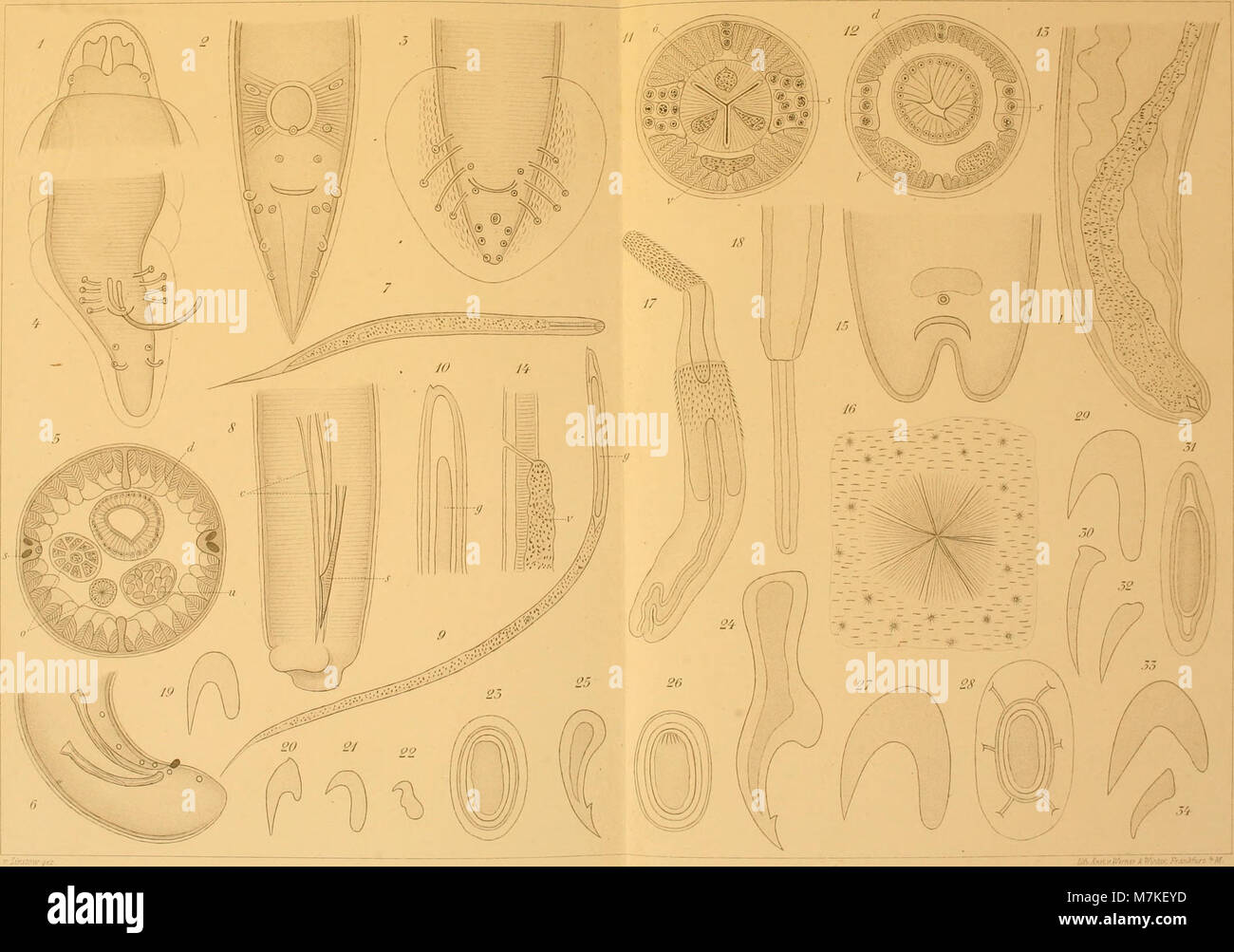 This 1902 archival volume on microscopic anatomy explores the detailed ...