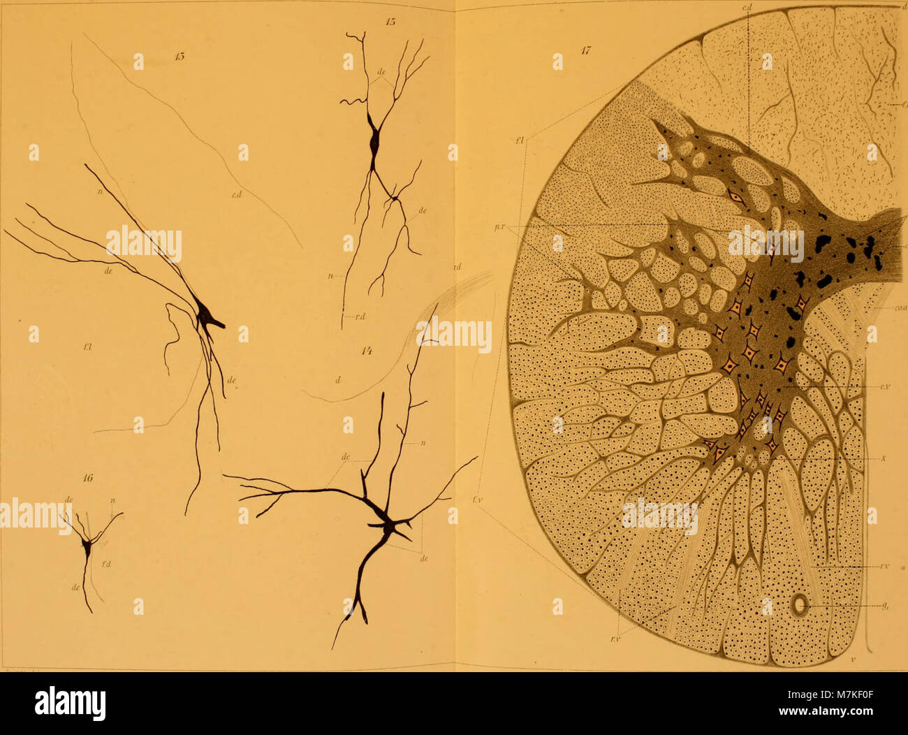 A scientific article from the 1903 edition of Archiv für mikroskopische ...