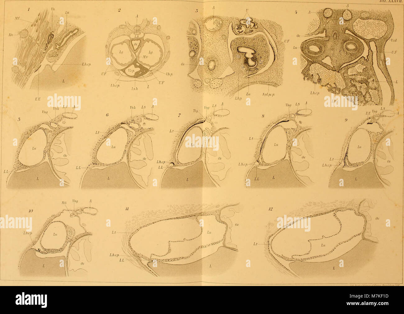 Anatomie detail hi-res stock photography and images - Alamy