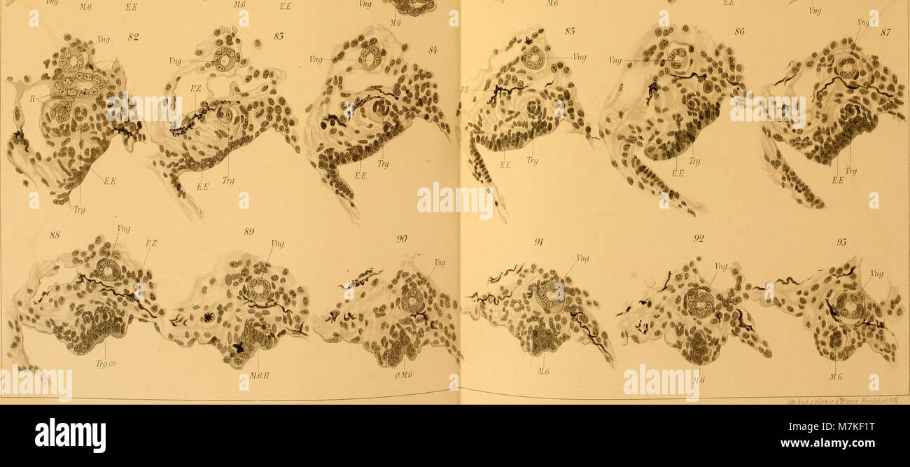 A scientific journal from 1904 titled 'Archiv für mikroskopische ...