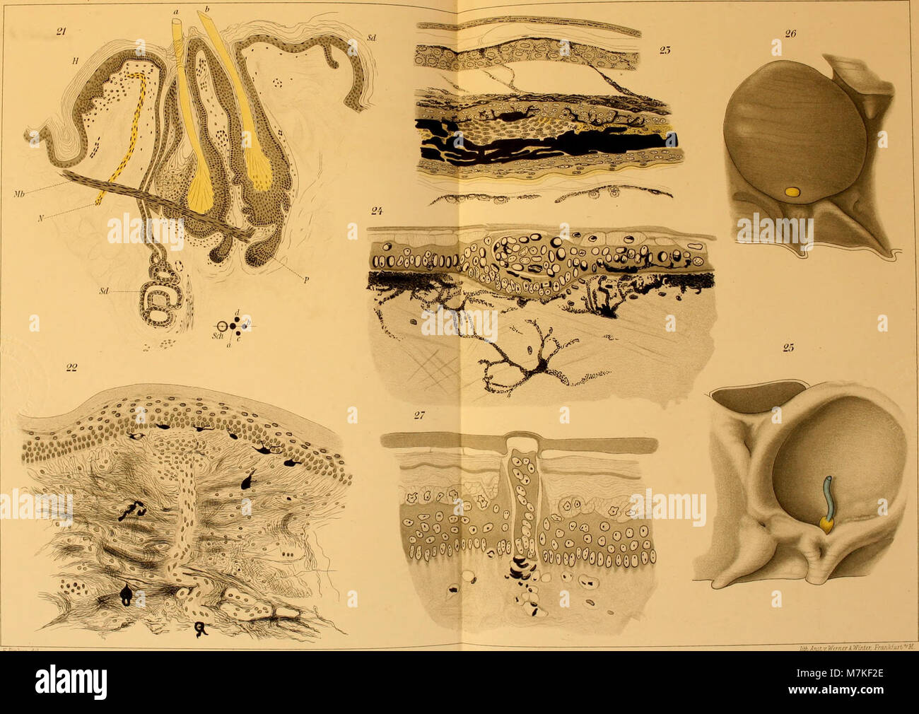 This volume from the *Archive for Microscopic Anatomy* (1905) presents scientific research on ...