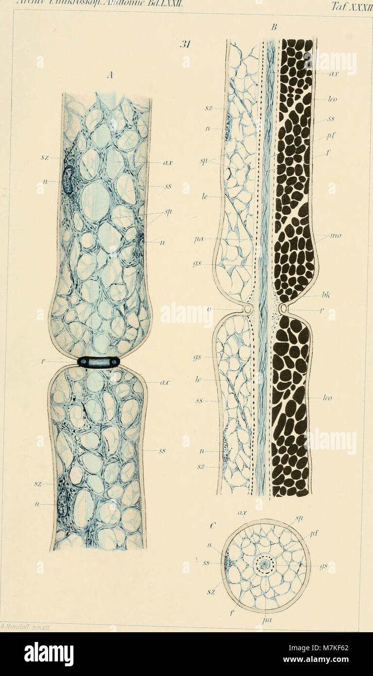 The 'Archiv für mikroskopische Anatomie' from 1908 is a scientific ...