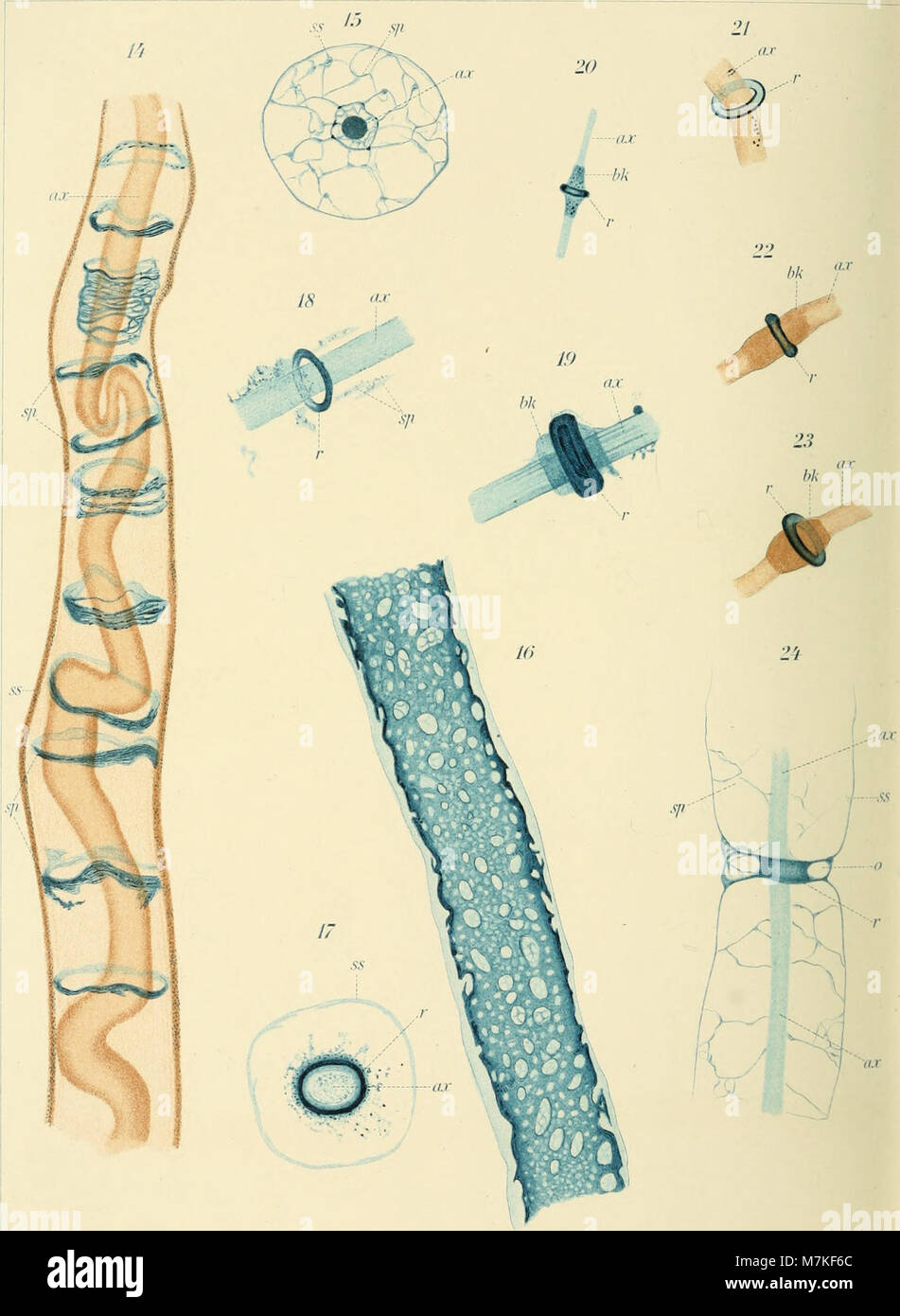 'Archiv für mikroskopische Anatomie' is a scientific journal from 1908 ...