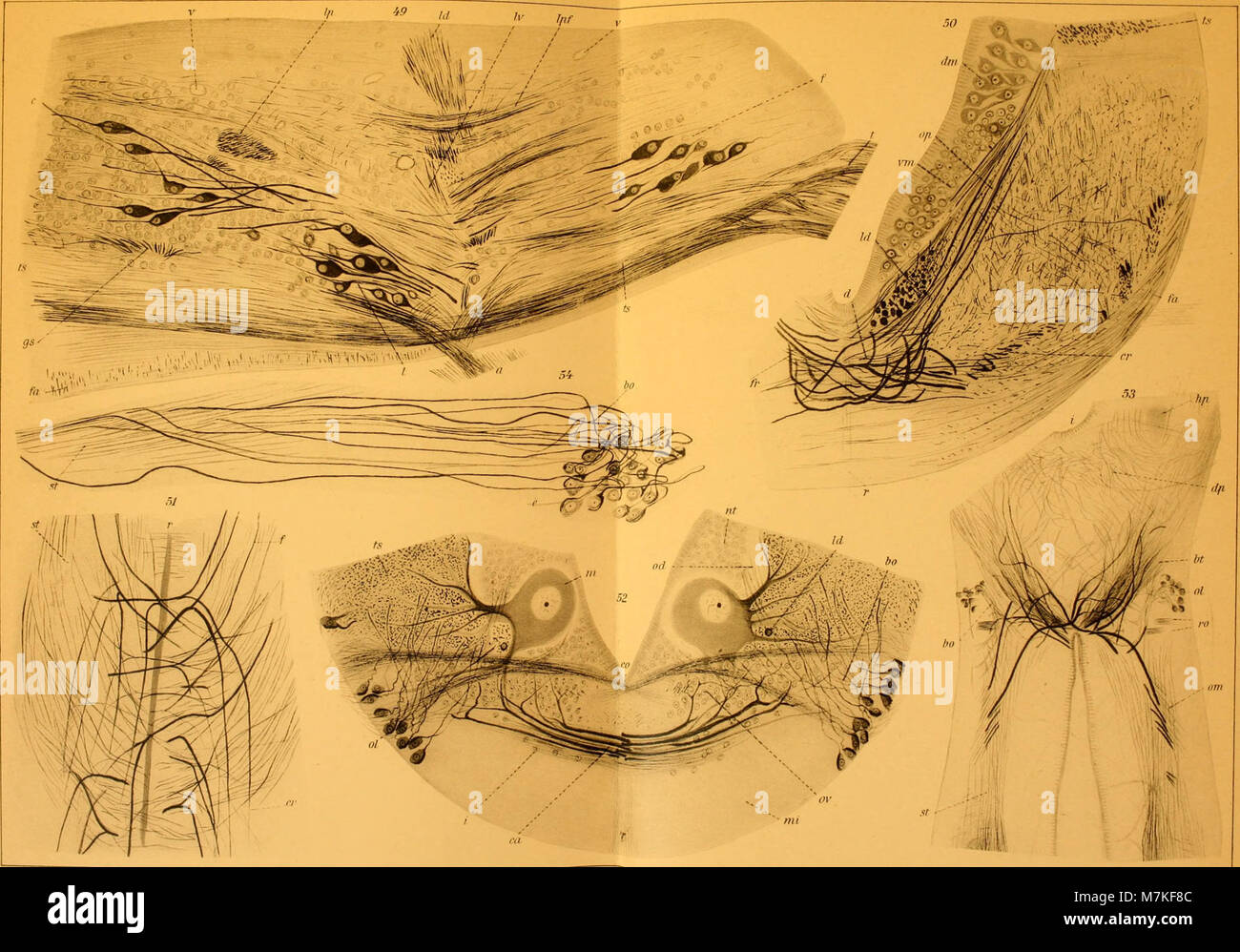 Microscopicillustrations hi-res stock photography and images - Alamy