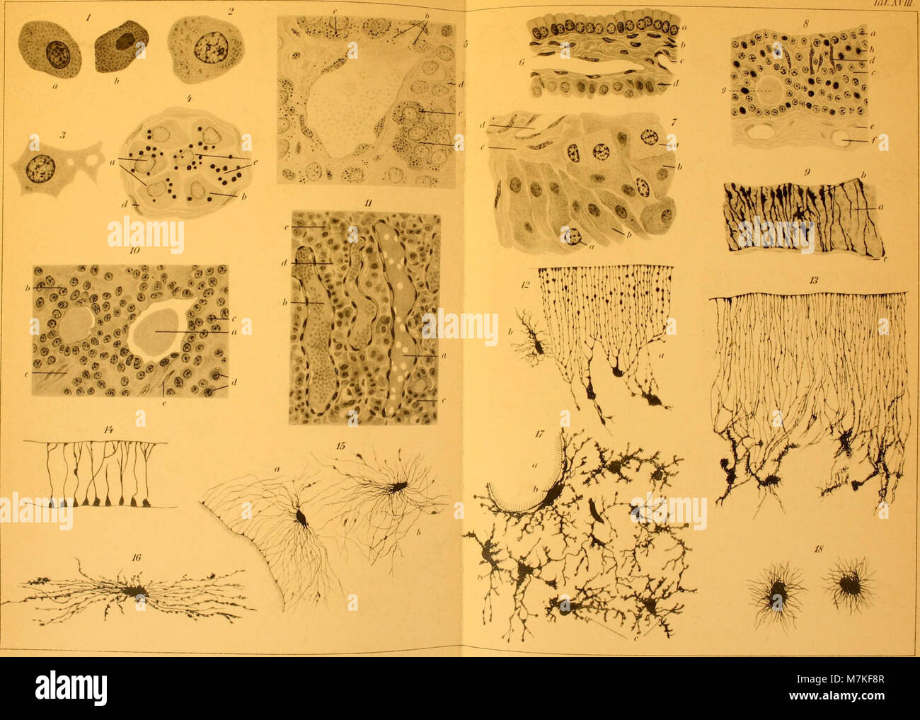 Archiv für mikroskopische Anatomie (1909) (20303583066 Stock Photo - Alamy