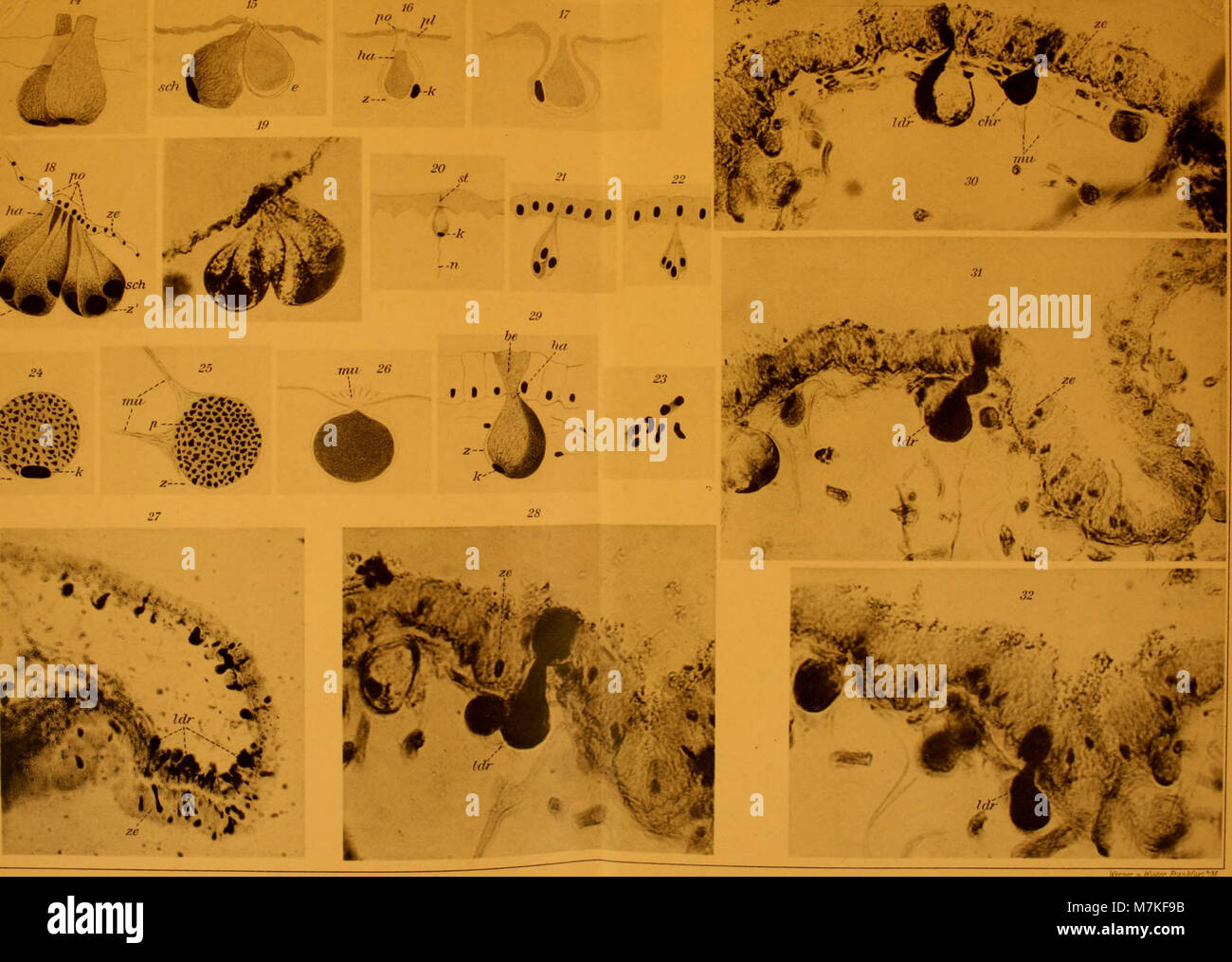 Histological study hi-res stock photography and images - Alamy