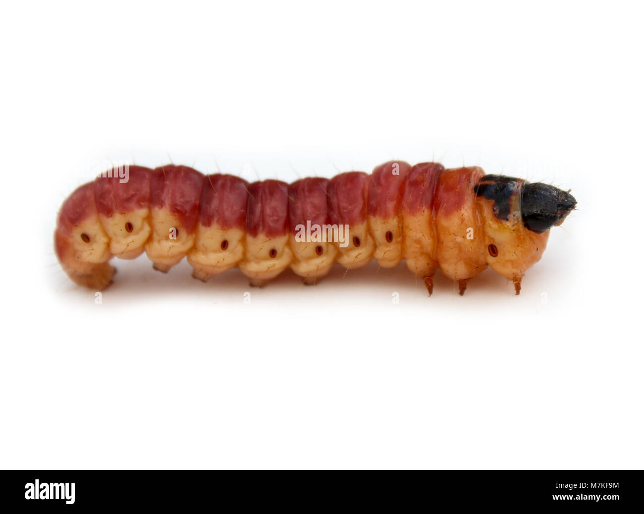 Stag beetle larvae hi-res stock photography and images - Alamy
