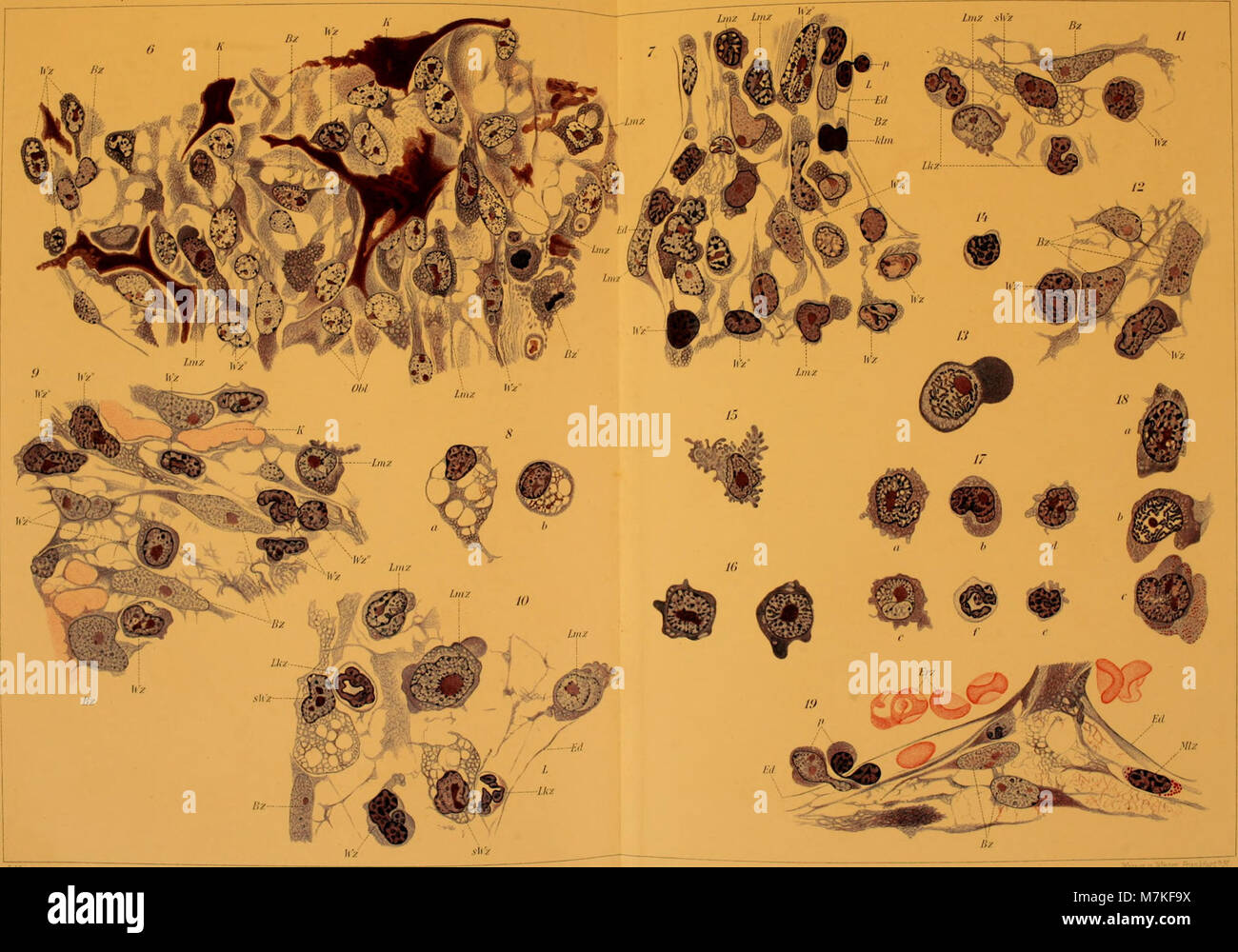 The archive of microscopic anatomy from 1910-1911 provides a detailed ...
