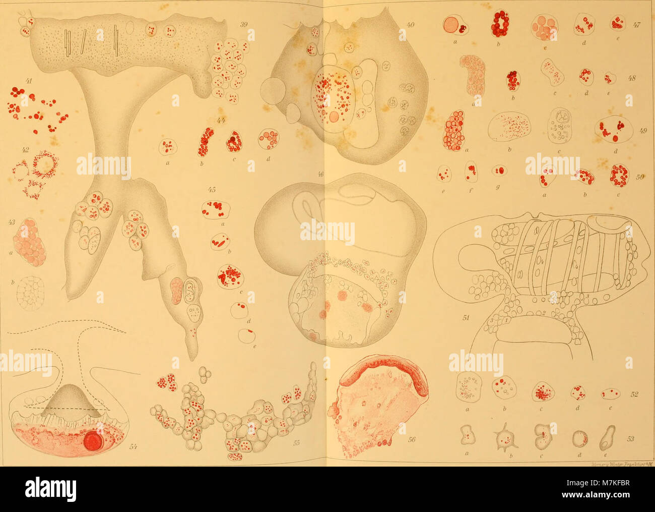 Understanding microscopic anatomy hi-res stock photography and images ...