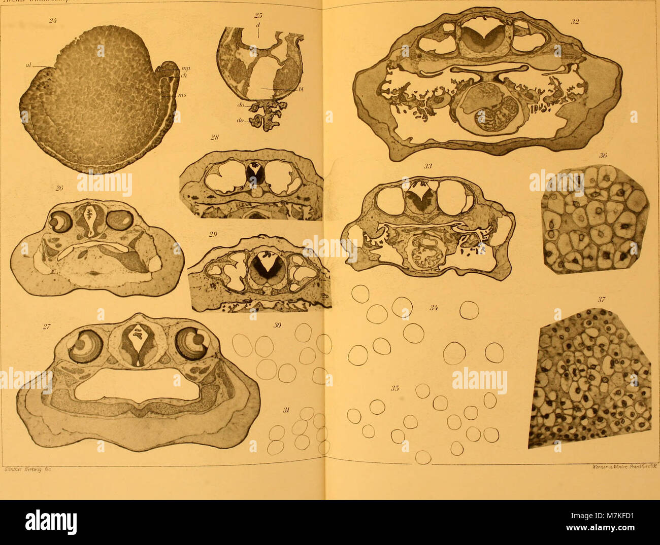 In depth examination anatomy hi-res stock photography and images - Alamy