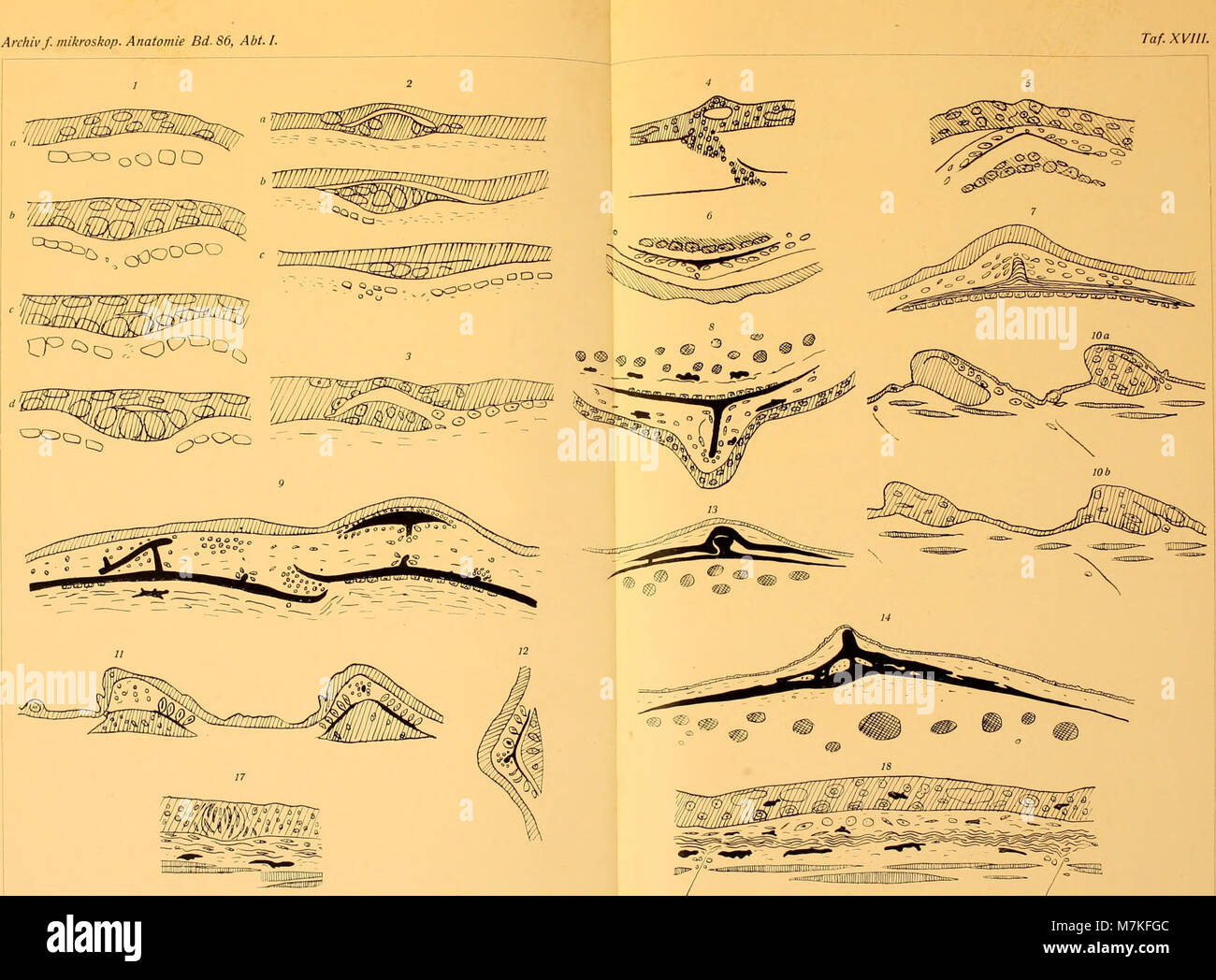Structure tissue under microscope hi-res stock photography and images ...
