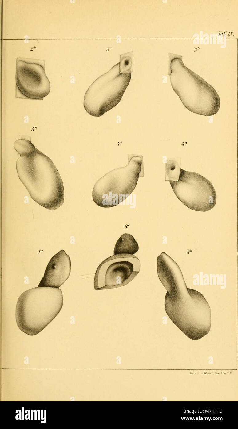 Research focuses on anatomy hi-res stock photography and images - Alamy