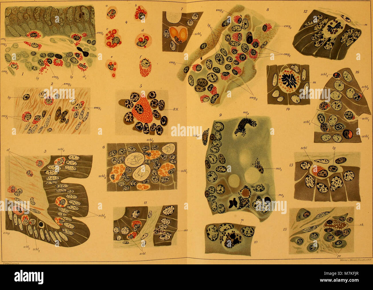 Research focuses on anatomy hi-res stock photography and images - Alamy