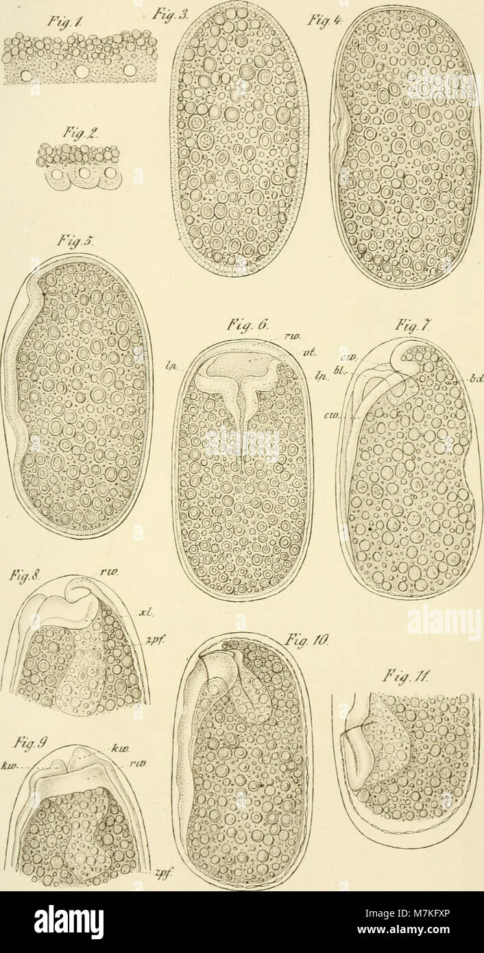 A volume of the 'Archiv für Naturgeschichte' from 1869, a German ...