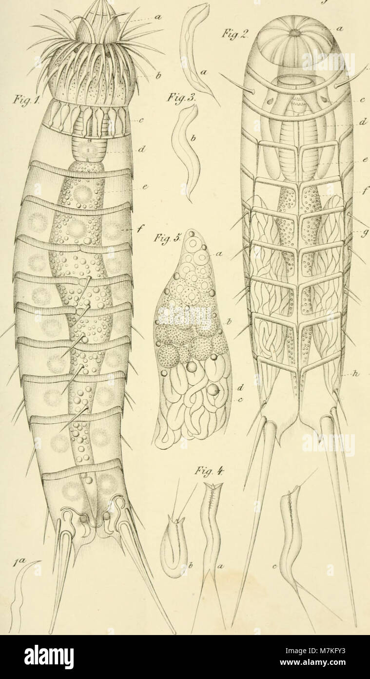 A volume from the 'Archiv für Naturgeschichte' published in 1869, a ...