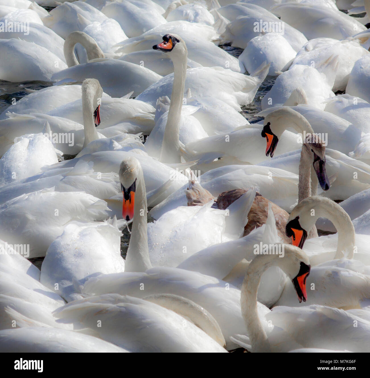 Swans at Abbotsbury Swannery, Dorset, UK Stock Photo - Alamy