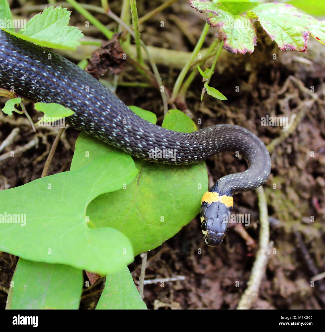 Natrix. Snake crawling among the thickets of grass Stock Photo - Alamy