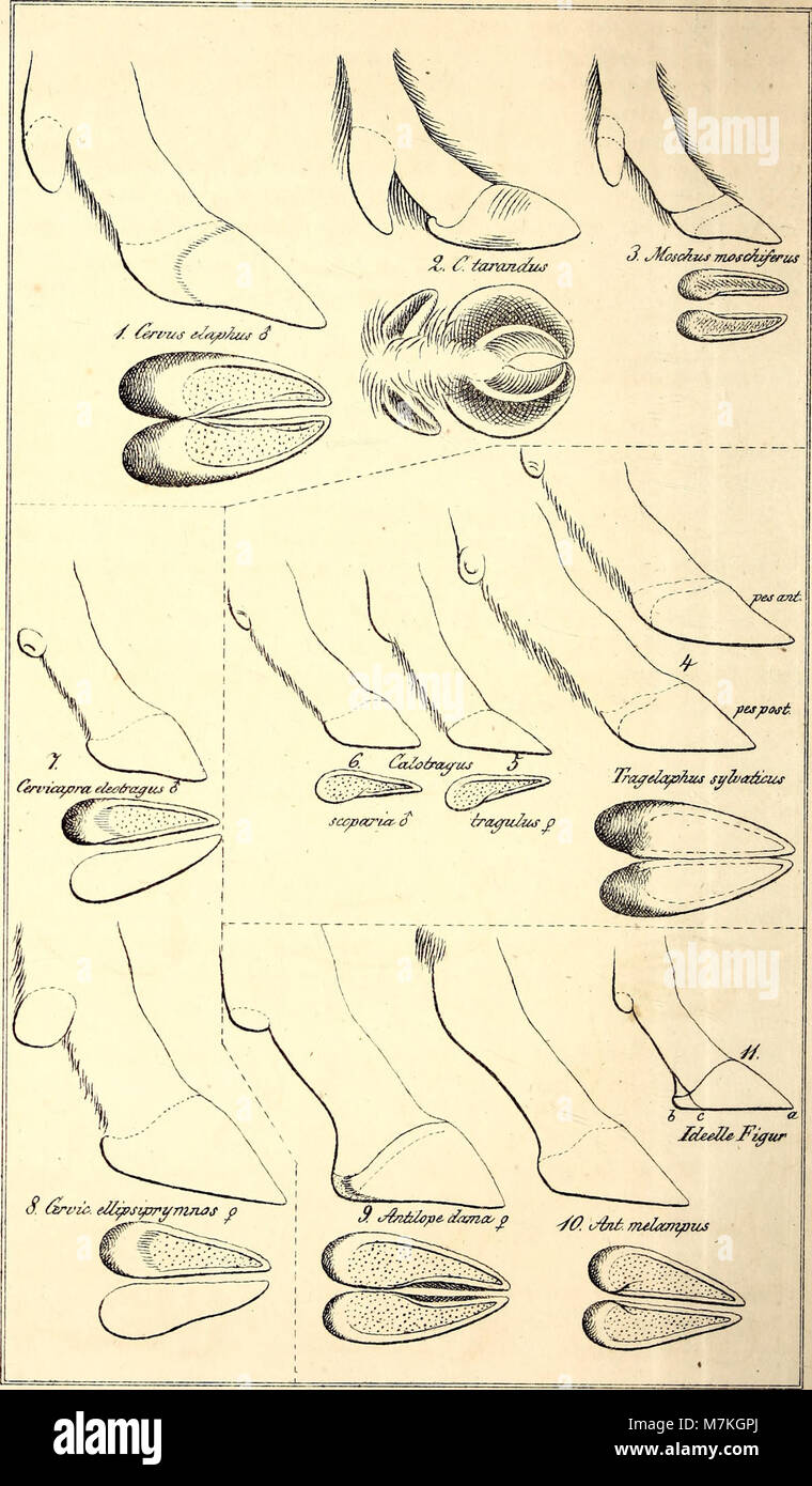 An archive from 1850 titled 'Scandinavian Contributions to Natural ...