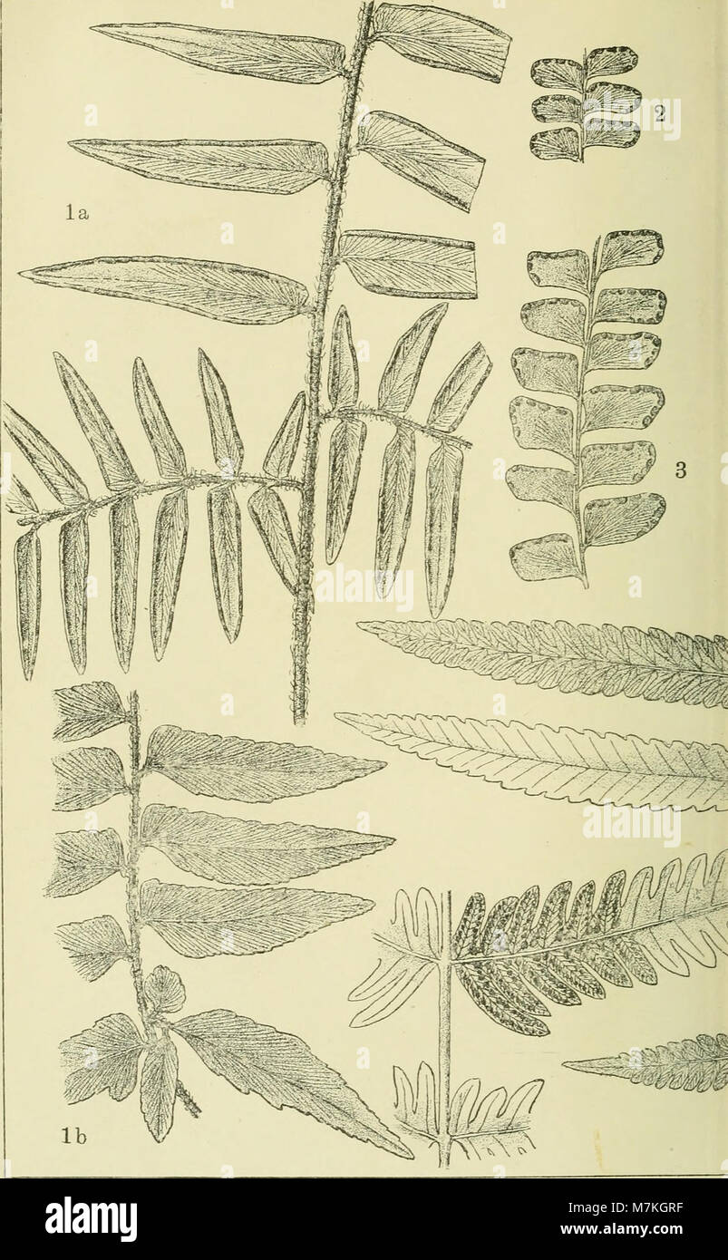 A botanical archive from 1903, focused on documenting plant species and ...