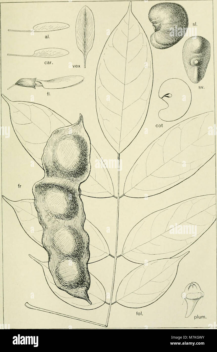 The 1905 'Arkiv för Botanik' volume includes botanical studies on ...