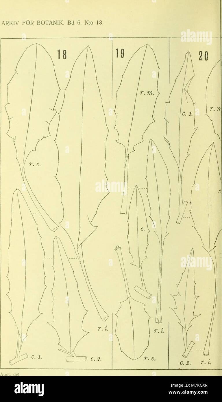 A 1906 botanical archive detailing various plant species, offering ...