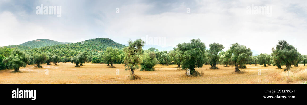 Panoramic of olive trees hi-res stock photography and images - Alamy