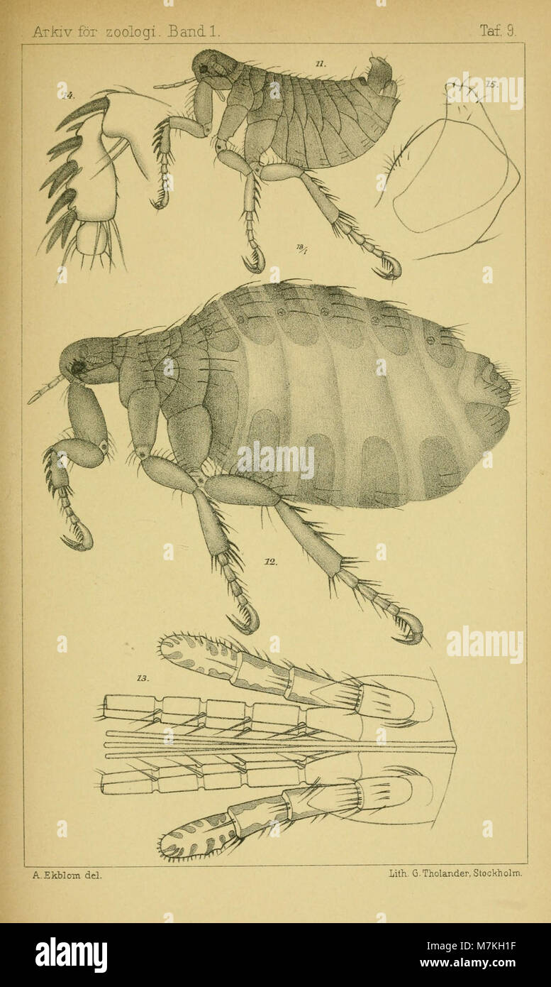 Zoologi hi-res stock photography and images - Alamy
