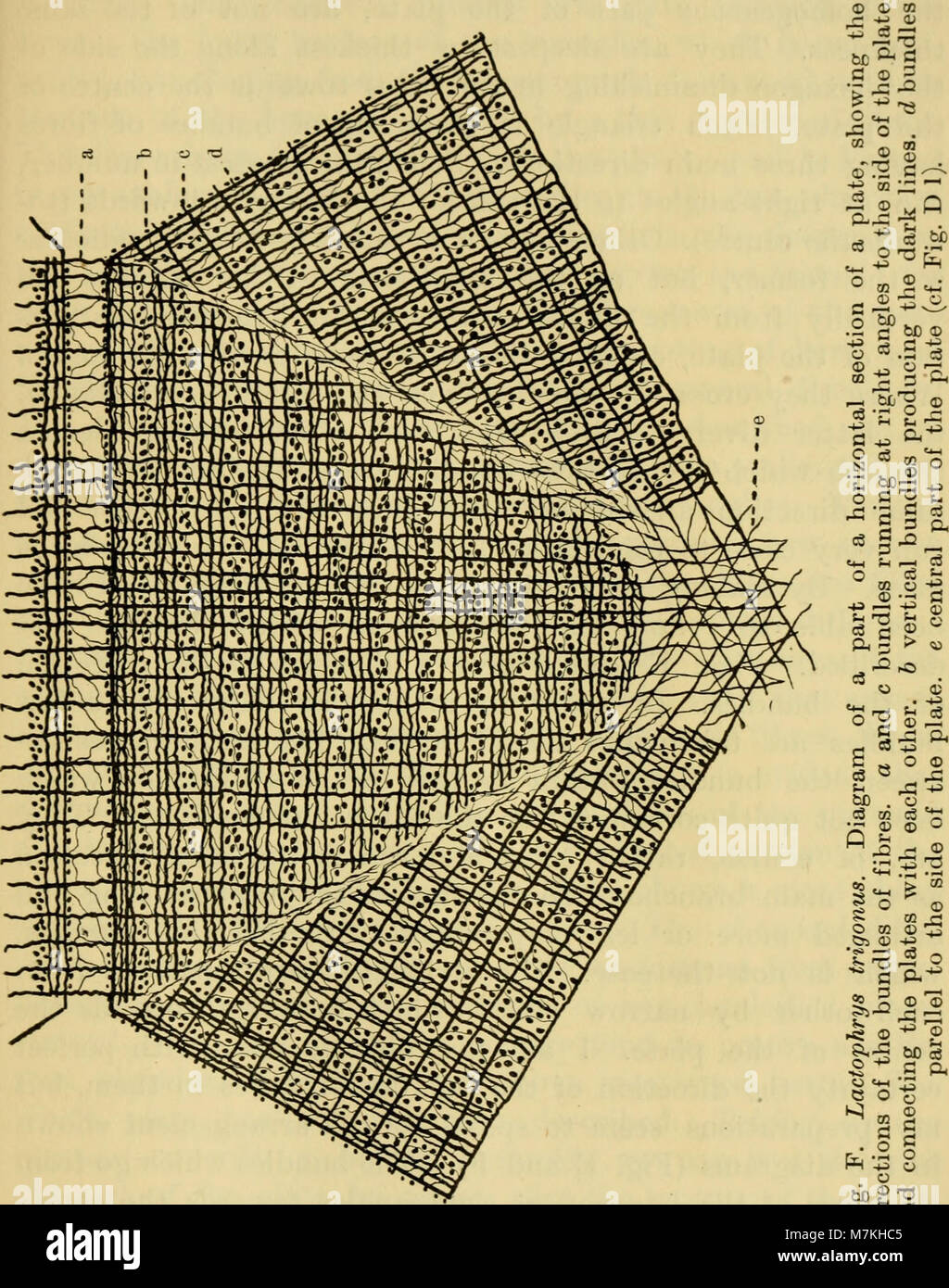 Biology archive hi-res stock photography and images - Alamy