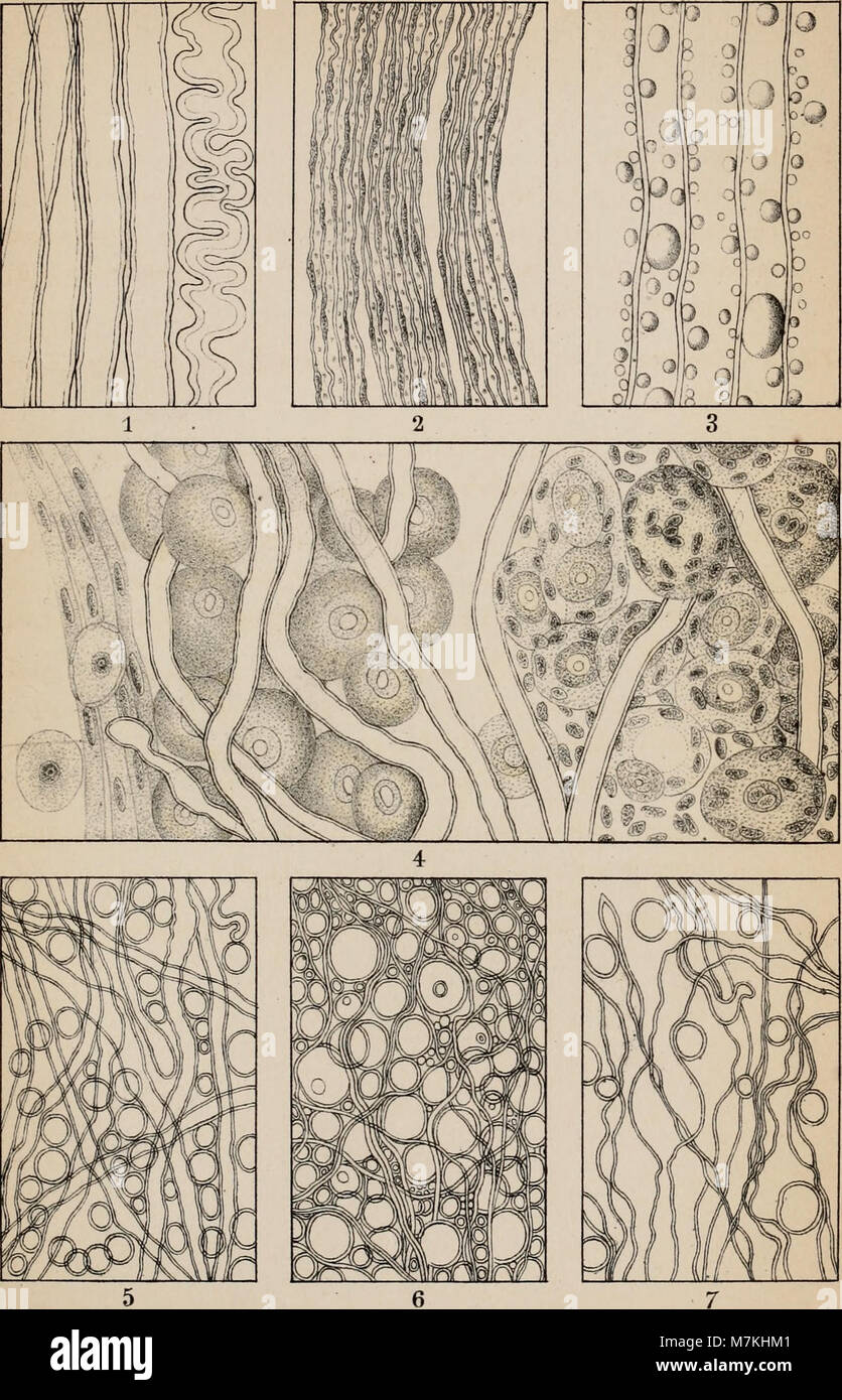 A 1852 edition of Arthur Hill Hassall's 'Microscopic Anatomy of the ...