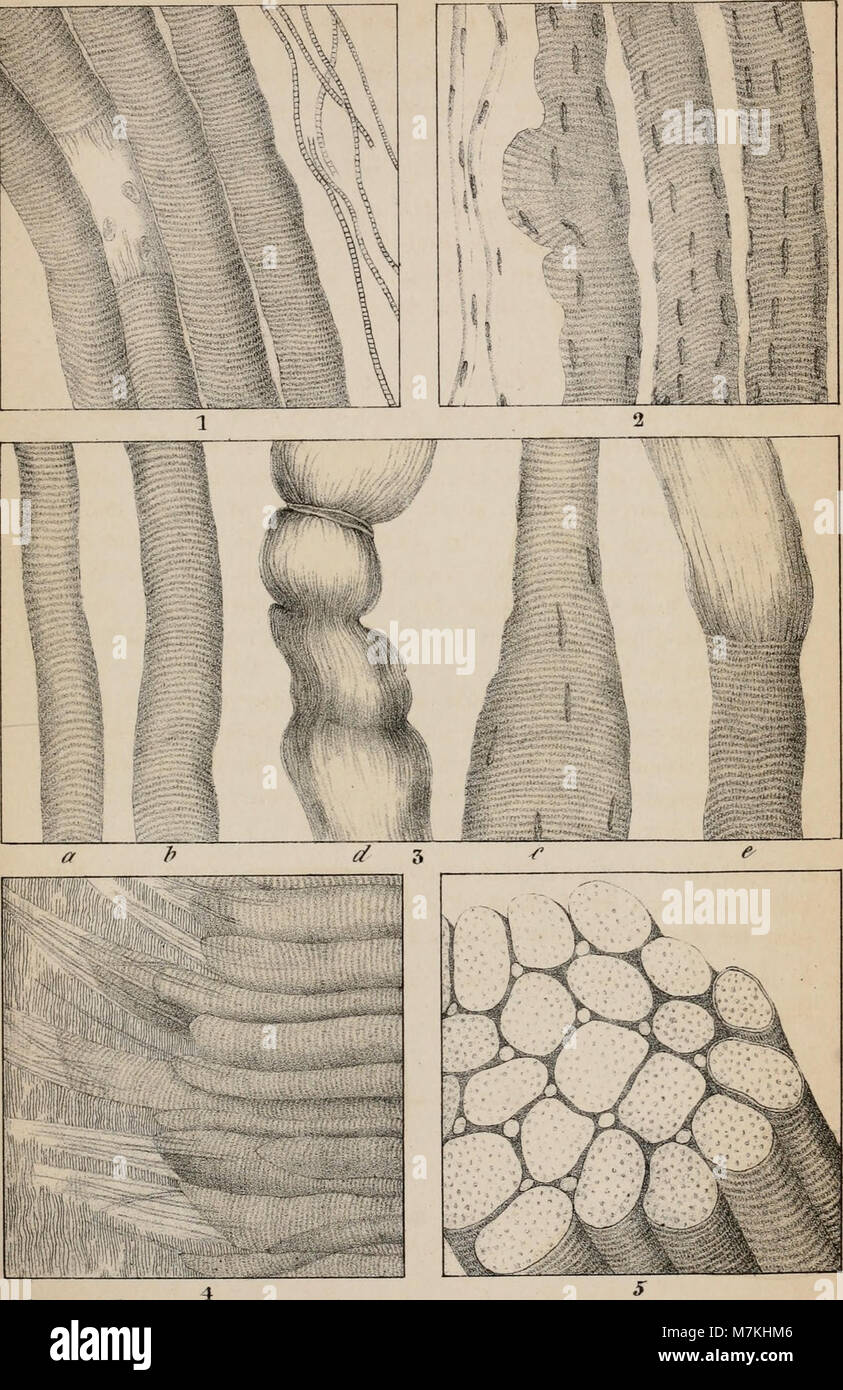 A work by Arthur Hill Hassall from 1852 on the microscopic anatomy of ...