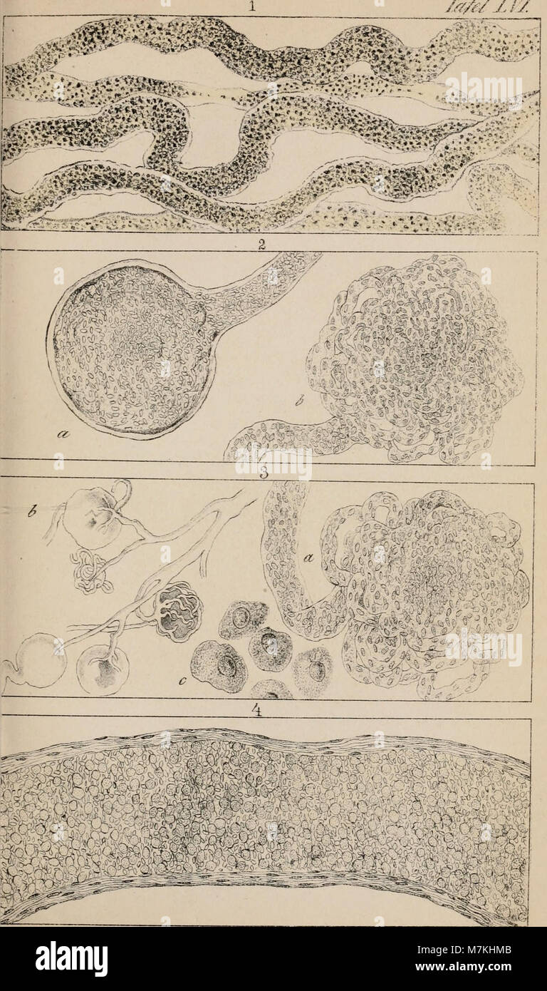 The 1852 publication by Arthur Hill Hassall, “Microscopic Anatomy of ...
