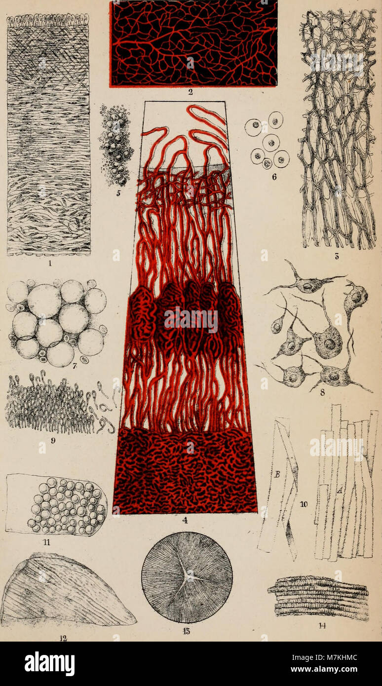 Arthur Hill Hassall’s 1852 work on the microscopic anatomy of the human ...