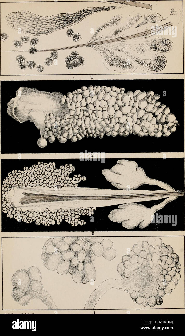Anatomie des menschlichen körpers hi-res stock photography and images ...
